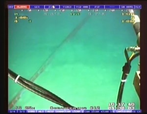 Animals vs. the internet