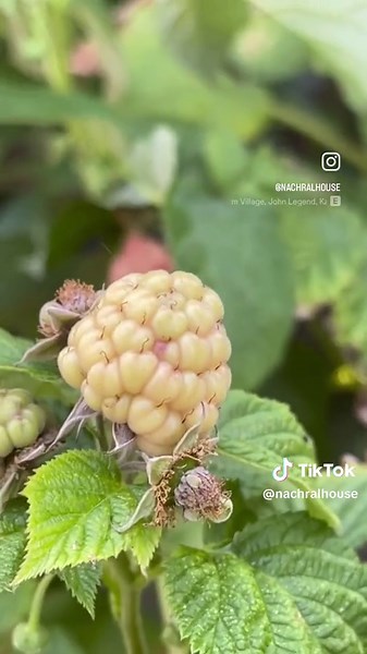 Incredible Recovery of My Raspberry Plant Journey