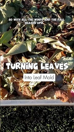 Transform Fall Leaves into Leaf Mold & Compost for Your Raised Garden Beds 🍂🌱