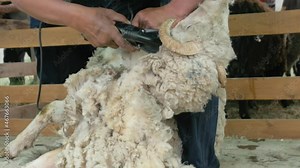 Men shearer shearing sheep at agricultural show in competition. The process by which wool fleece of a sheep is cut off. Electric professional sheep manual hair clipper sheep cutting shearing machine.