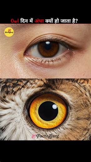 Why Owls Can't See During the Day