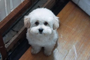 Dog Following You To The Bathroom? Here's Why