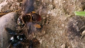 Slow motion of a mixed group of native bee species flying around and feeding on salt and minerals on a river bank in the Ecuadorian Amazon