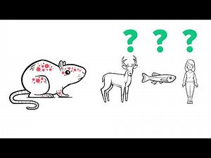 The Future of Toxicology