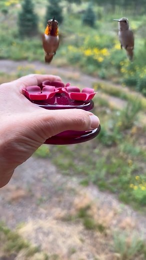 Mama humming birds #Hummingbirdlove #hummingbird #reel #animals #videobird #viral #bird #nature #animais | Hummingbird Love