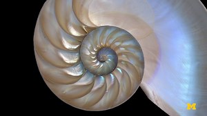 31 reactions | We've all seen the rainbow-sheened material that lines the insides of mollusk shells. Did you know it's considered the toughest material on Earth? Now U-M engineers are working to understand how mollusks engineered the most advanced nanostructure. https://news.engin.umich.edu/2019/10/cracking-the-mystery-of-natures-toughest-material/ | Michigan Engineering | Facebook