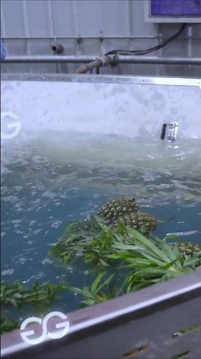 Pineapple Washing Cleaning Machine #pineapple