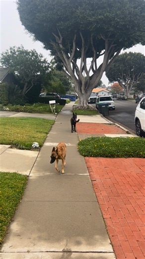 Iron Mikes Dog Behavior Academy on Instagram: "Female all black Belgian Malinois passes work dog Malinois distraction test with a breeze #belgianmalinois #dogsofinstagram #dogtraining #trending"