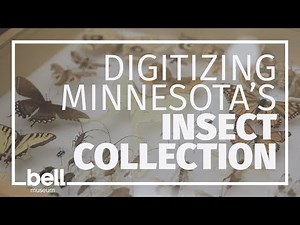Digitizing Minnesota's Insect Collection: Cristian Beza