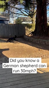 1.1K views · 20 reactions | How FAST can a German shepherd RUN？! #fblifestyle #shorts #gsd | Zeus | Facebook