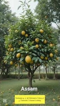 lemon tree types 3