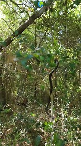 2K views · 5 comments | African black mamba is the fastest snake in...