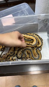 Clutch 1: ODYB Leopard Clown 50% poss het Pied x OD het Clown 50% poss het Pied I couldn’t be any more grateful because both mom and all her babies are all doing fine! 🥰 | Arcandrez Ball Pythons