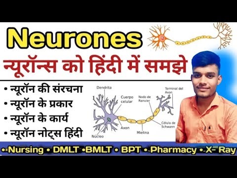Neurone in hindi | Structure of Neurone | Function of Neurones | Types of Neurones | Nervous System