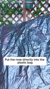 The Fastest Way to Get Rid of Insects on Roses #plant #gardening101 #garden #planting | Garden Soothing