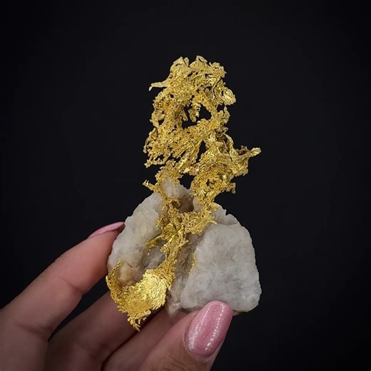 Gold on Quartz - Valentine's Day Pocket 2024, Eagle's Nest Mine, Sage Hill, Placer Co., California, USA More info: https://www.irocks.com/minerals/specimen/53033 A particularly elegant example of crystallized gold from this legendary pocket, of Valentine's Day in 2024, featuring elegant, arborescent gold seemingly twisted around and then reaching up like smoky golden flame from a natural pedestal. It is something quite unlike most golds, and the cluster, intact, reaches from bottom to top (nearl