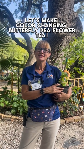Let's make color changing Pea Flower Tea! 🫖🦋 Watch the magic happen! Butterfly Pea Flower Tea is a beautiful, all-natural drink that transforms from deep blue to vibrant purple when you add lemon. 💙💜 Perfect for garden lovers, tea drinkers, and anyone who loves a little color-changing magic. 🌸 📍Find Butterfly Pea Vine at Bandera rd location 📍 | Rainbow Gardens