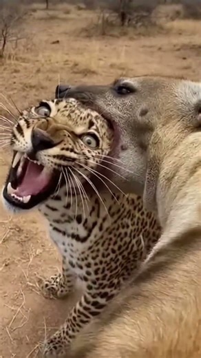 How can a hyena mom overpower a leopard like this?! 😱🐆💥하이에나 엄마가 표범을 눌렀다!