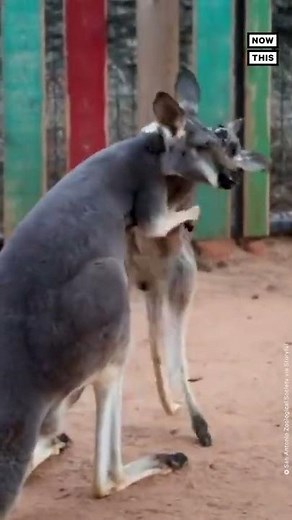 Kangaroo Practices Boxing #Shorts