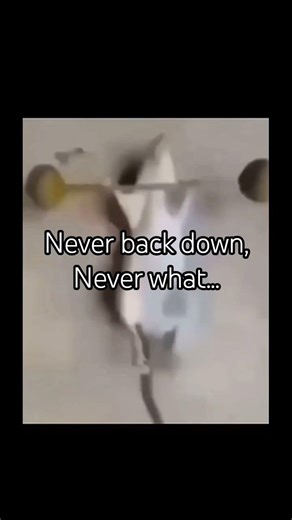 #funny #memes #rat #jokes #robloxfunny #robloxjokes #cat #funnymemes #roblox #football #memearchive