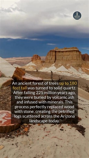 191K views · 2.6K reactions | Giant 225-million-year-old trees were turned to solid quartz in an ancient act of nature. #history #ancienthistory #geology | Online Updates | Facebook