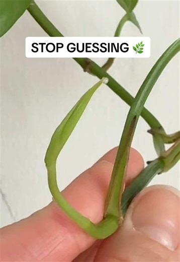 How to fix yellow leaves and slow growth on houseplants My plant kept yellowing and stalled. Then, I started using this and the new growth came back. If your plant looks stuck, this is the easiest reset. Linked! #tiktokshop #tiktokshopfinds #plantsoftiktok #houseplants #planttips