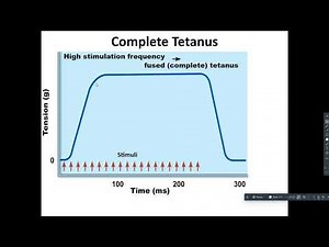 AP1 Lecture Muscle 2