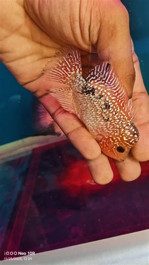 HB GB kml flowerhorn fish #chennai #everyone #highlights #kamfa #food #flowerhorn #gb #aquarium #best #chennai | Balaji Sampath