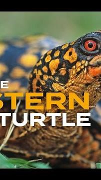 Meet the Eastern Box Turtle