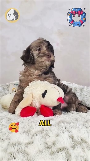 Say hello to Camo, the F1b Cockapoo boy with soft curls, expressive eyes, and a personality that