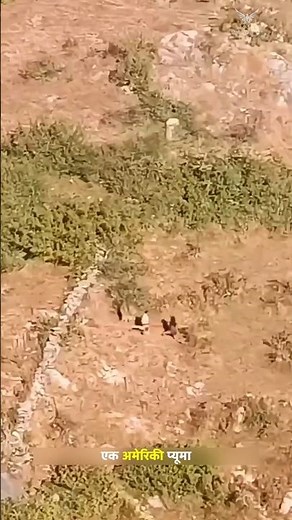 अमेरिकी प्यूमा को शिकारी कुत्तों ने सबक सिखाया। | American Puma Vs Hunting Dog | #puma #dogs #shorts