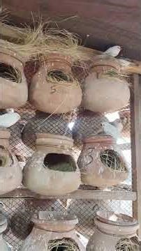 Modern Finch Farming in Pakistan | Size & Quality Boosted#shorts #nature #birds