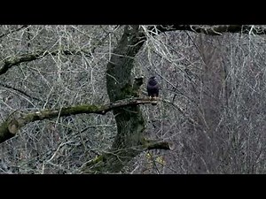 Buse variable filmé en bretagne