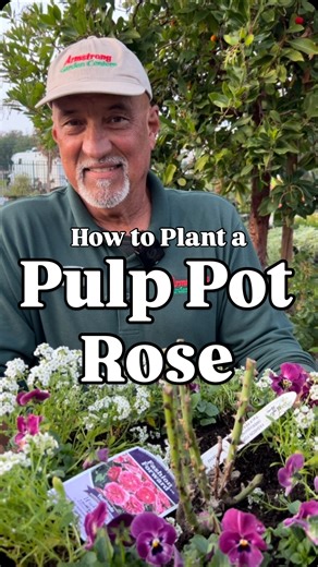 This is the easiest way to plant roses 🌹 Whether you are planting in pots or starting your own rose garden - pulp pots make it simple. They are all pruned back so you don’t have to worry much about thorny stems and they can focus on their roots. Before you know it - your rose will be blooming! Do you like planting pulp pot (sometimes called bare root) roses during winter? #barerootroses #rosegarden #containergarden #zone10 | Armstrong Garden Centers