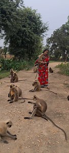 This woman and her adopted langoor Mangal who behave like human with his mother. इस महिला और उसके दत्तक लंगूर मंगल जो अपनी मां के साथ मनुष्य-मात्र का व्यवहार करते थे। | Bhagabat Community