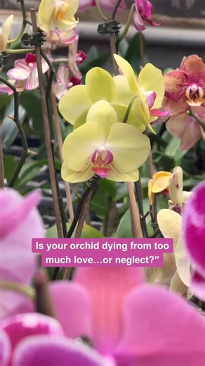 💧 Too much love or not enough? Learn how to tell if your orchid is thirsty or overwatered! ✅ Silvery green roots = needs water 🚫 Mushy brown roots = overwatered 🌿 Green roots = no watering needed 👉 This is why we ship orchids in transparent pots, so you can always see your orchid’s roots clearly! . . . . . . . . . . . . . . . . [Fyp, orchids, reel, trend, India] #fyp #orchid #orchidlover #trending #brand #viral #reels #OrchidDecor #OrchidCare | Orchid Tree