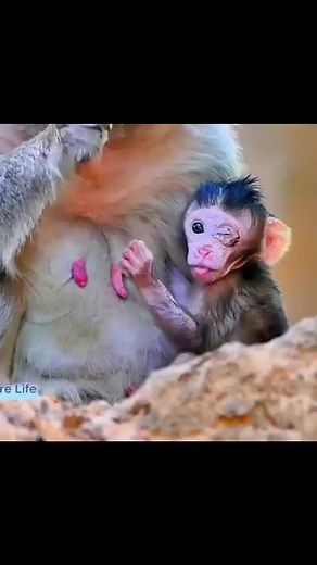 85K views · 1.4K reactions | ! What's Happened On Baby Sann's Eye _ Nature Life | Monkey TV | Facebook