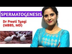 SPERMATOGENESIS