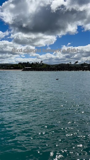 As we pulled into the harbor we noticed this bird had gotten himself a pretty big fish to eat! #fish #bird #seabirds #oceanlife #boating | Taylorksea Diving