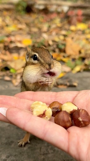 Nut switch up #charliethechipmunk #animals #wildlife #funny #comedy #cute #lol #humor #smart #nature #wow #intelligence #obey #reelschallenge #reelsfacebook #fbreels | Charlie The Chipmunk
