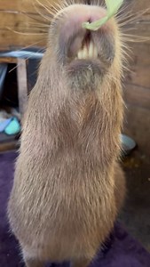 Pumpkin the capybara showing off her BIG chompers! Did you know capybara teeth never stop growing? As the largest rodent in the world, they share this trait with other rodents! However, rather than gnawing to wear down their teeth, capybaras primarily graze on grass to wear their teeth down. Pumpkin does love a good corn husk snack though! #capybara #funny #funnyanimals #capybaras #funnyanimalvideos #funnyvideos #capybaramemes #capybaralove #capybaras_for_life | Dark Wings Wildlife & Education