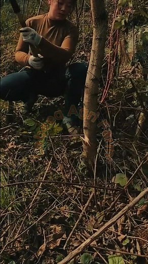 How to Cut Down Small Trees Easily 🌳🪓 #labeeqagrifarm #agriculture #farming