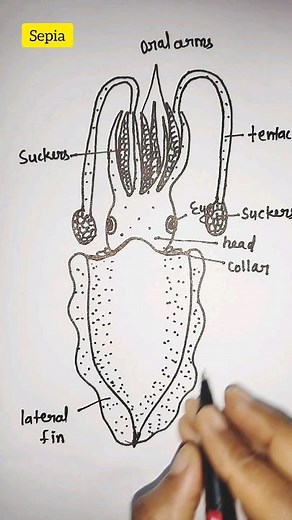 how to draw Sepia/cuttlefish diagram #shorts #viral #drawing #science #diagram #zoology #biology#new