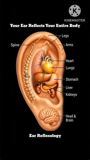 How your Ears Control your Entire Body! Discover Reflexology secrets & energize your life! #therapy