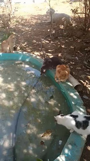 62K views · 3.9K reactions | G R A C I A S A QUIENES APOYARON A LOS...