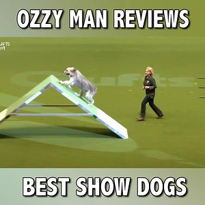 5.3M views · 108K reactions | Here's me commentary on a few stellar show dogs from this year! | Ozzy Man Reviews | Facebook