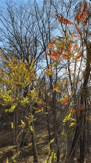 clip-4000121991-rhus-typhina-staghorn-sumac-tree-autumn-park