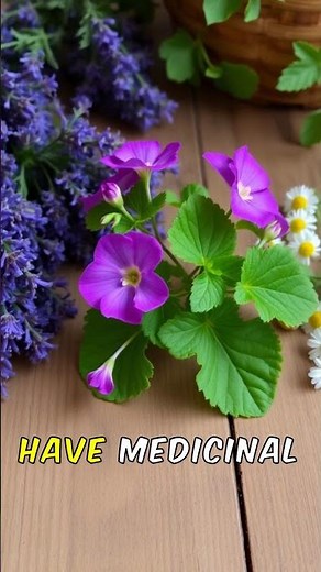 Why Geraniums Keep Dying (And How to Save Them)