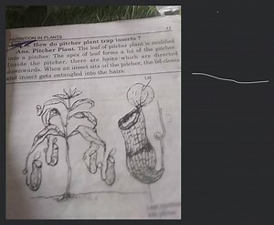 NUTAITION IN PLANTSAns. Pitcher plant. The lo pitcher plant tr... | Filo