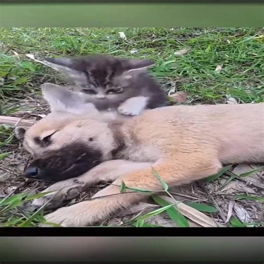 124K views · 6.4K reactions | Witness the heartwarming journey of a tiny puppy's rescue. Prepare to be moved! M4215 | Dog Stories | Facebook